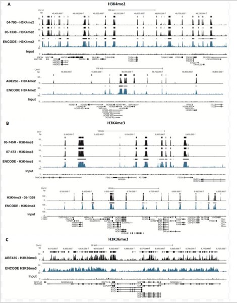 Magna ChIP™ HiSens Chromatin Immunoprecipitation Kit | 17-10460
